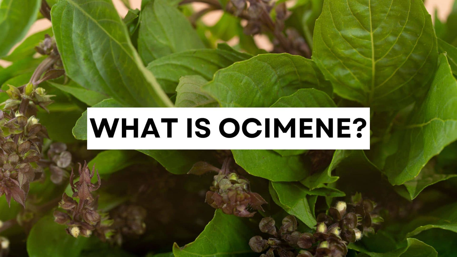 What is ocimene? The sweet herbal terpene in cannabis