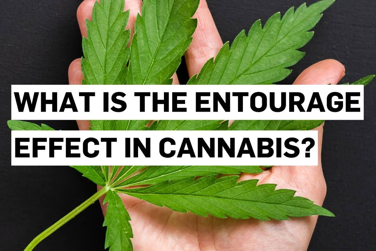 What is the entourage effect in cannabis?